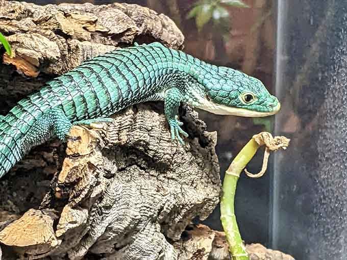 This turquoise beauty looks like someone dipped a lizard in Caribbean waters and called it art.