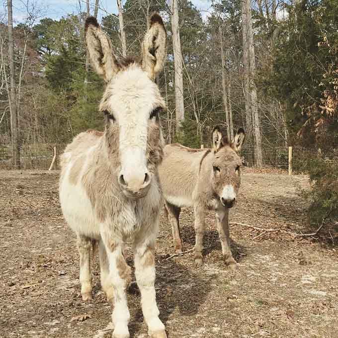 These rescue donkeys have mastered the art of the photogenic pose better than most Instagram influencers.