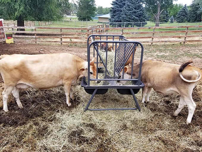 These gentle cows remind us that farm life moves at a slower, more contemplative pace than ours.