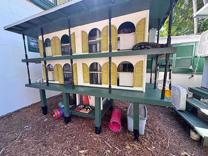 Custom cat condos ensure these literary descendants live better than most humans in Key West.