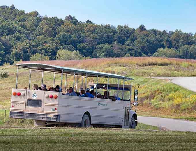 The open-air safari vehicle cruising through golden fields carries passengers toward encounters they'll describe for years to come.