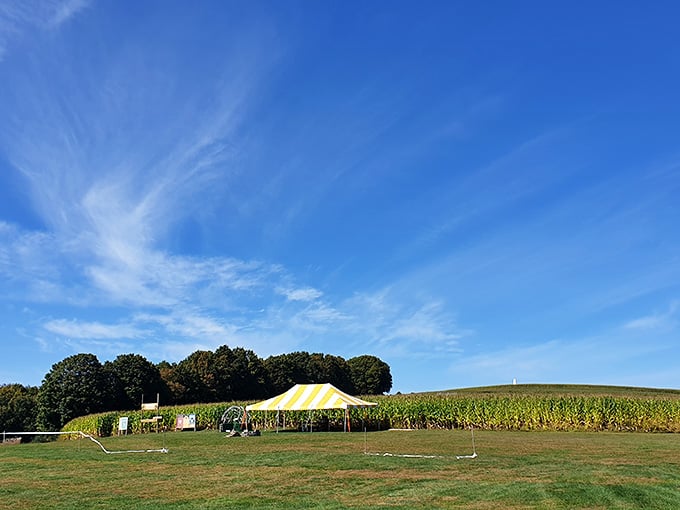 Open fields meeting endless sky, where corn mazes and farm fun await under that cheerful yellow tent.