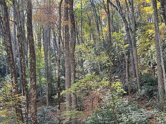 The forest here looks like it's auditioning for a role in every peaceful nature documentary ever made.