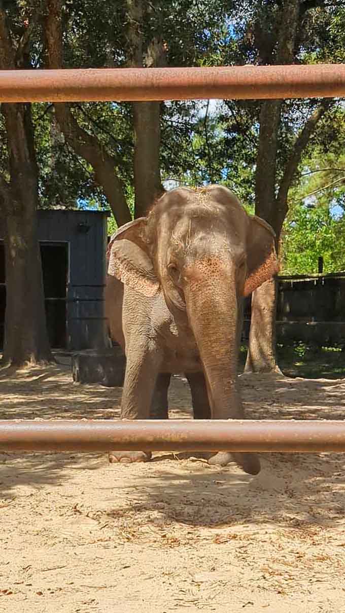 Basking in the Florida sunshine, this elephant looks more content than most people do on their best vacation day.