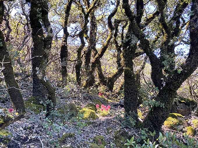 These gnarled oak trees have more character than most people you'll meet at parties.