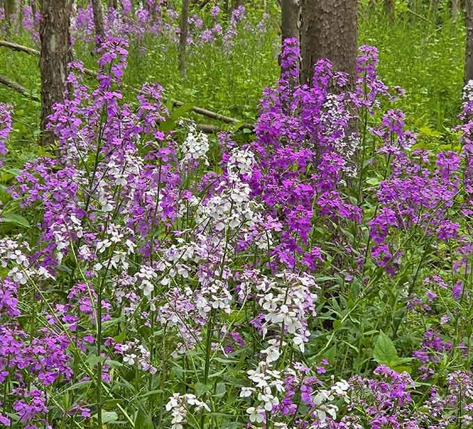 Spring wildflowers blanket the park in purple and white, proving Ohio knows how to put on a show.