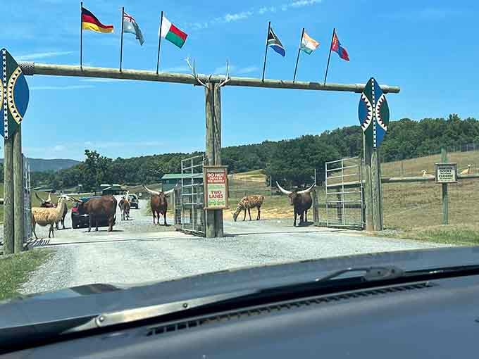 The gateway to adventure, where international flags welcome you to a world without passport requirements or jet lag.