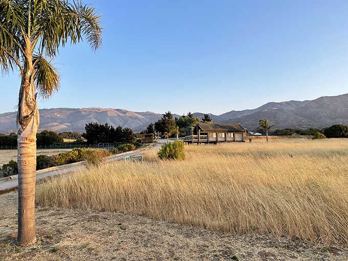 Golden hour at the ranch transforms ordinary farmland into something that belongs on a National Geographic cover, elephants not included.