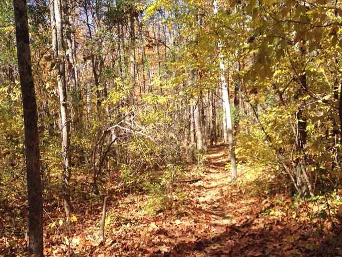 Leaf-covered trails winding through golden woods, where the only traffic jam involves deciding which path to take next.