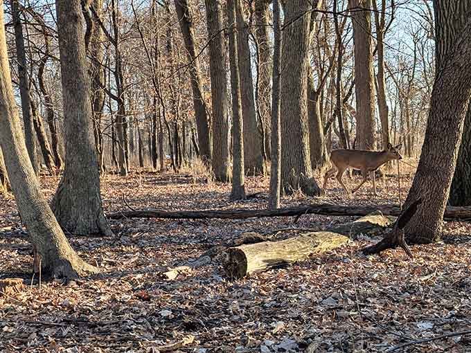 A deer pauses among the trees, reminding us we're visitors in someone else's living room here.