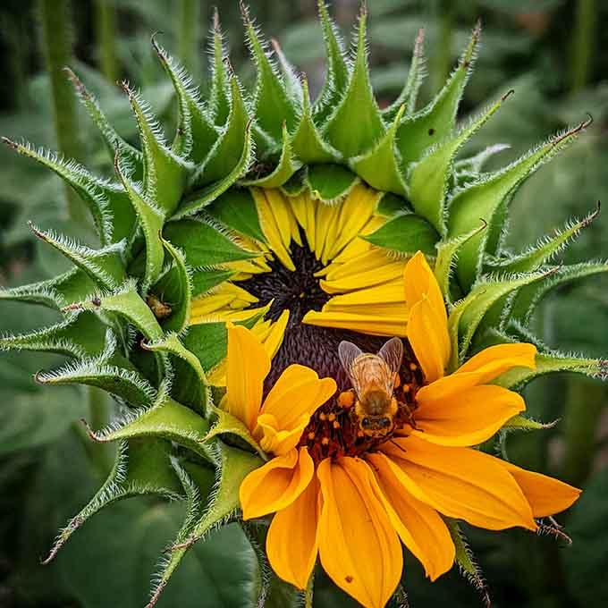 A busy bee works the bloom, reminding us that we're not the only ones who appreciate this place.