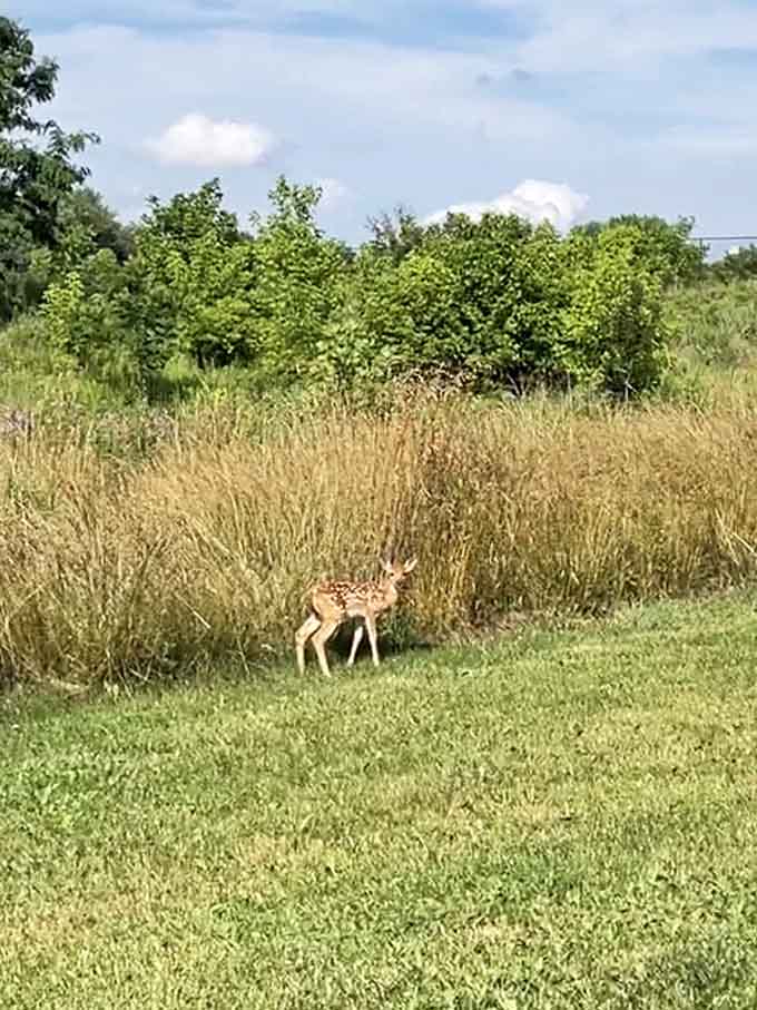 A young deer casually grazing, completely unbothered by humans, living its best Bambi life in the meadow.