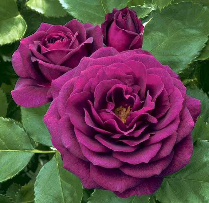 Roses displaying colors so rich they make your grandmother's prized bushes look like amateurs.
