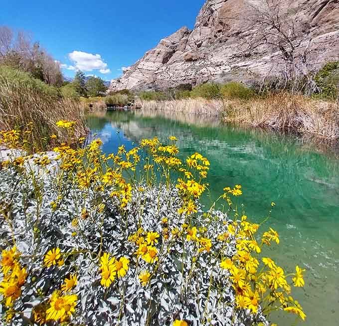 Wildflowers framing turquoise water against rugged cliffs, because apparently nature enjoys showing off when given the chance.
