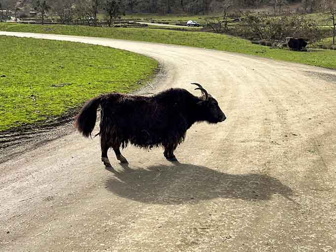 A yak crossing the road like it owns the place, because let's be honest, it kind of does.