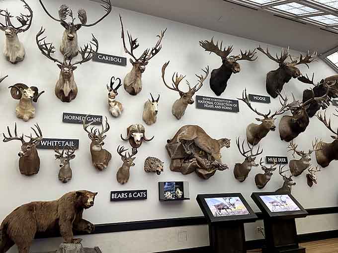 A wall of trophy mounts showcasing wildlife diversity, each specimen telling its own conservation story here.