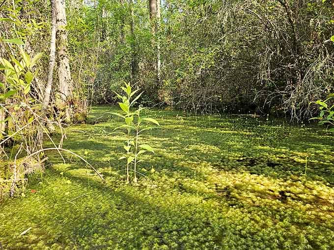 That green carpet of aquatic plants creates an otherworldly landscape that photographers absolutely dream about capturing.