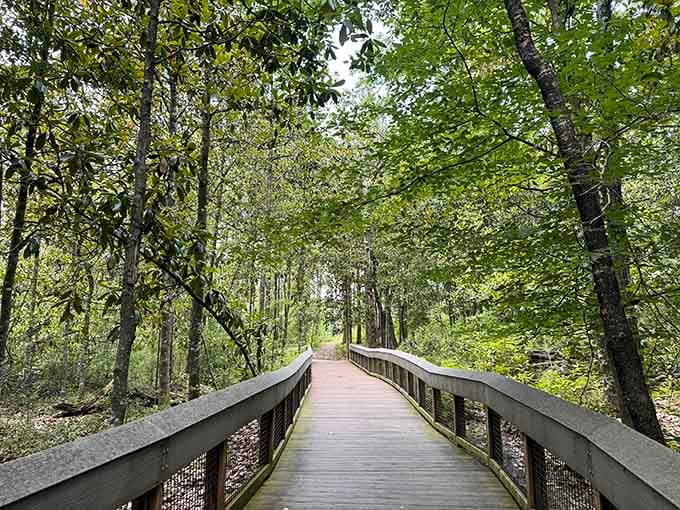 A wooden boardwalk winds through green canopy like a pathway to somewhere Thoreau would've written about.