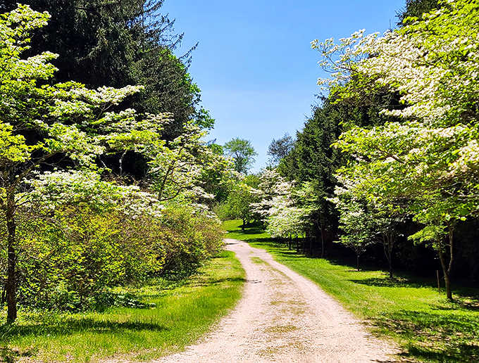 Spring dogwoods bloom along this peaceful trail like nature's own wedding aisle decoration.