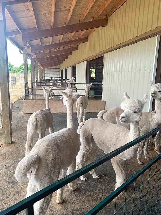 A gathering of white alpacas looking like they're about to drop the fluffiest album of the year.
