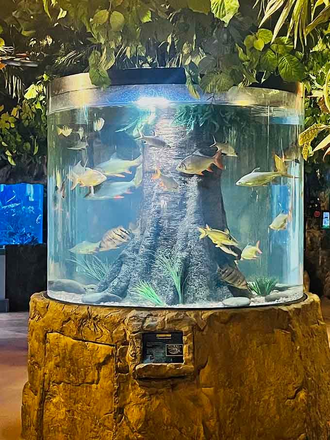 This cylindrical tank brings the aquarium right to your table, no admission ticket required for the show.