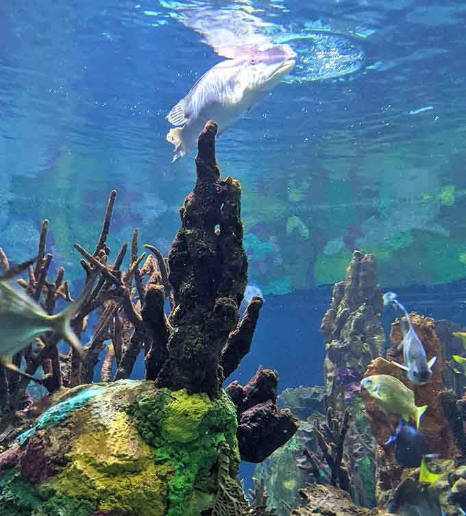 Coral formations creating an underwater cityscape that fish navigate better than most people handle rush hour traffic.
