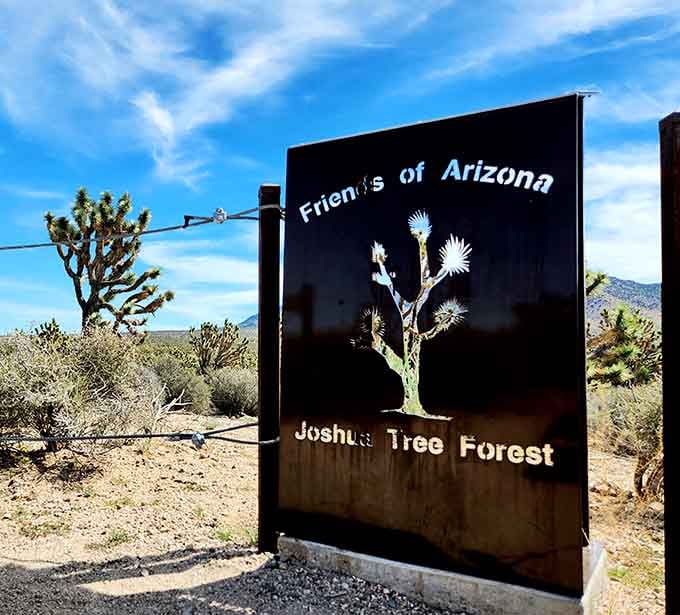 Friends of Arizona know what's worth protecting: these quirky trees that belong in science fiction novels.