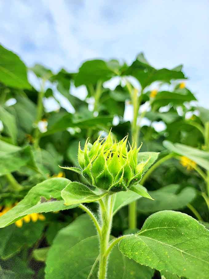 Baby sunflower preparing for its debut, still wrapped up tight like a gift waiting to be opened.