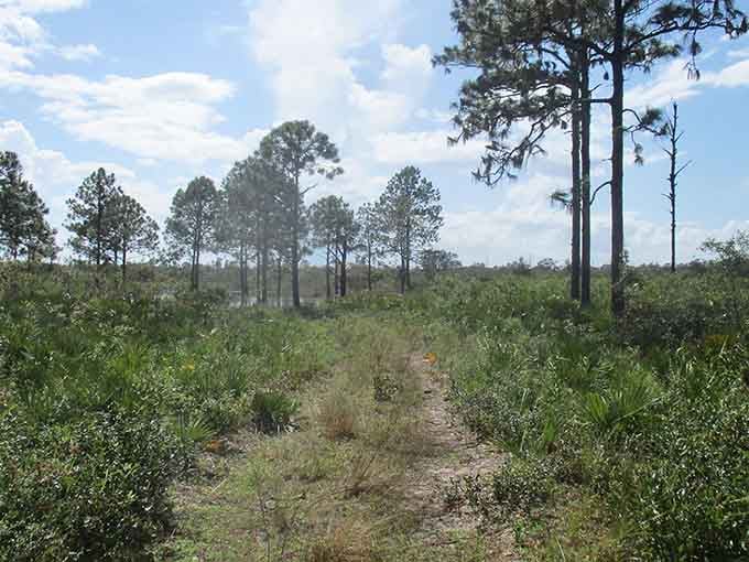 Wild Florida scrubland stretches endlessly, offering free hiking through ecosystems that predate every strip mall by several millennia.