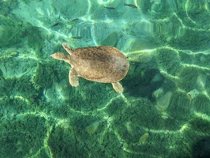 A softshell turtle glides through its protected home, reminding visitors they're swimming in a living, breathing endangered ecosystem.