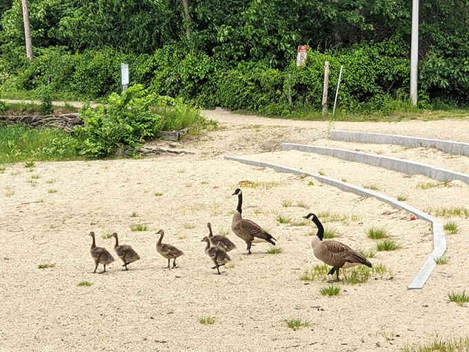 Canada geese parade across the beach like they own the place, which, let's be honest, they kind of do.