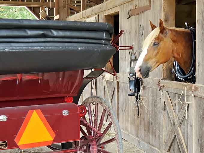 Even in the barn, these horses maintain better posture than most of us at our desks.