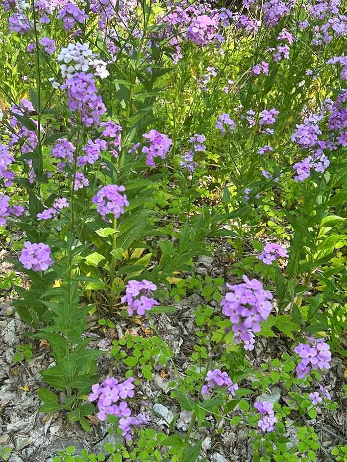 Delicate purple flowers add unexpected pops of color, proving that the best decorators work for free and never send invoices.