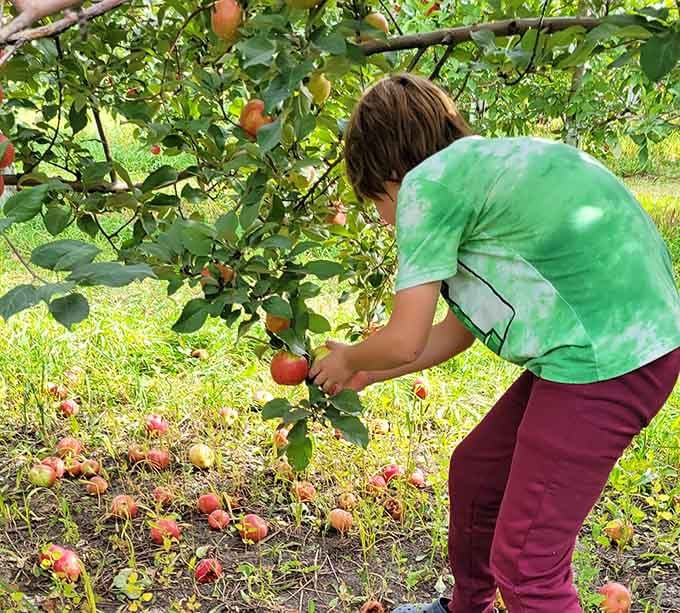 Kids pick apples straight from trees, learning that fruit doesn't magically appear in grocery store bins.