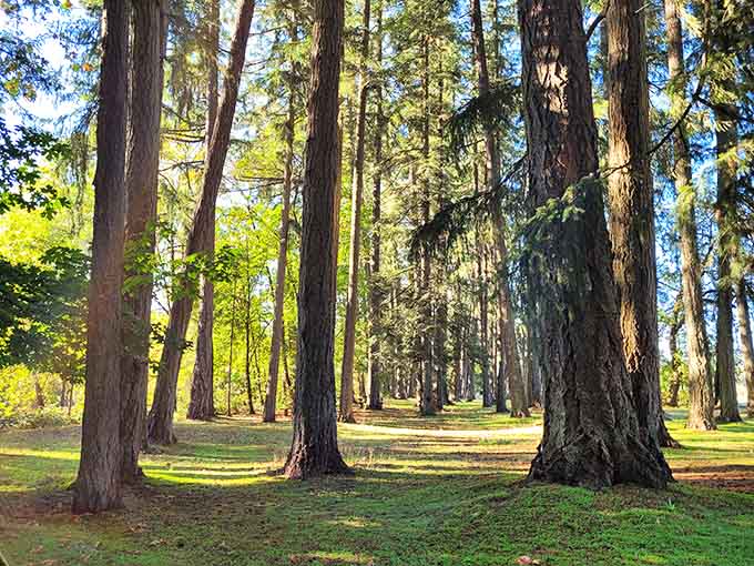 These towering trees in the park have witnessed more town history than any historical marker could ever capture.