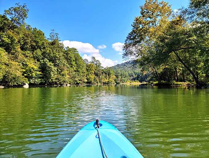 Kayaking through this green tunnel of trees feels like paddling into another dimension entirely.