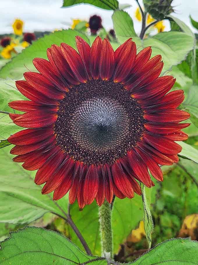 Deep crimson petals prove that sunflowers come in more colors than just yellow, expanding your floral vocabulary considerably.