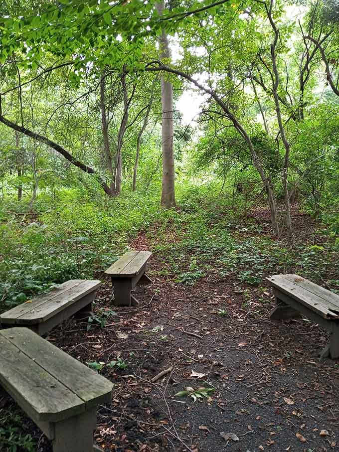 Quiet woodland benches offer perfect spots for contemplation or waiting for that elusive warbler to make an appearance.