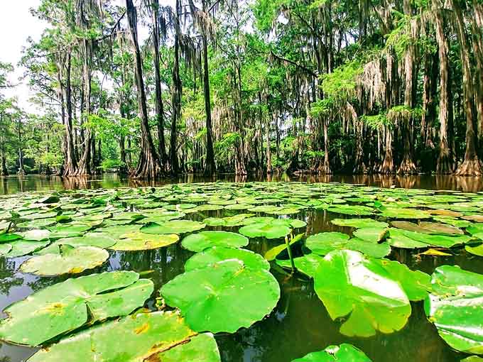 Lily pads blanket the surface like nature's own floating garden, creating scenes worthy of Monet's paintbrush and patience.