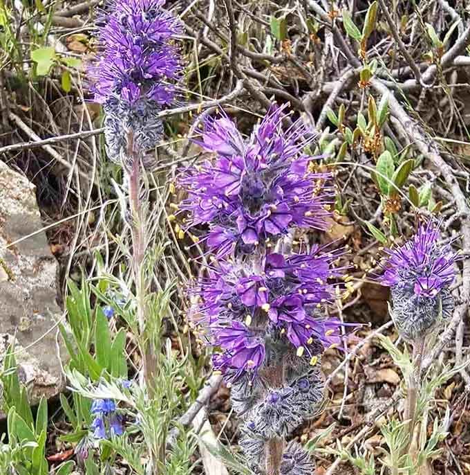 Alpine wildflowers prove that beauty thrives even in harsh conditions, blooming purple against rocks like nature's own rebellion.