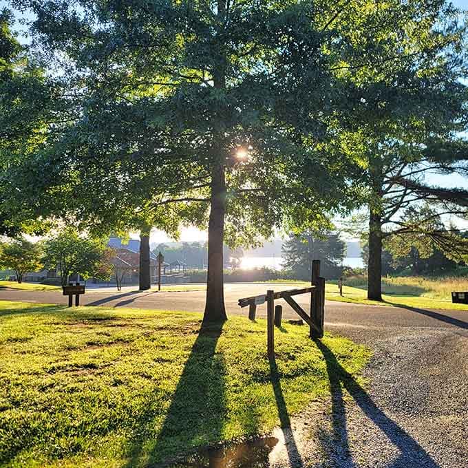 Morning light filtering through trees creates the kind of magic that alarm clocks were designed to interrupt.