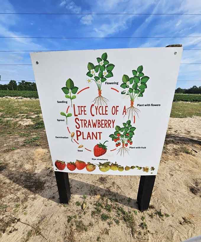 Educational signage teaching the strawberry life cycle, because learning happens best when berries are involved nearby.