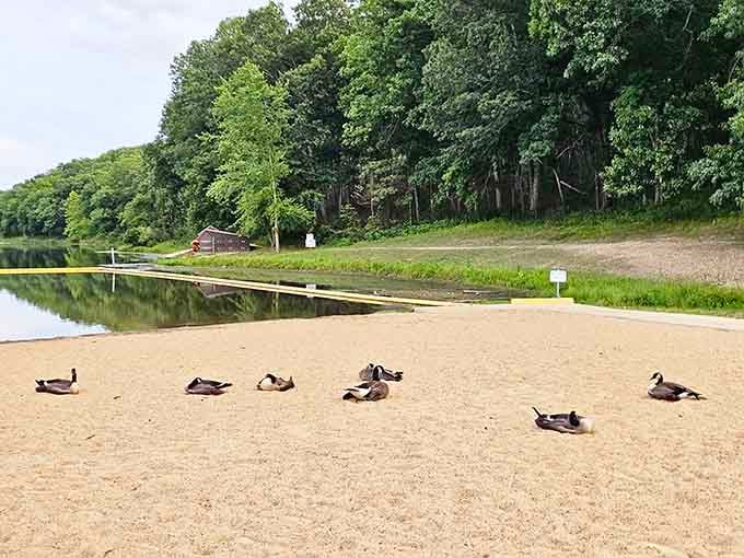 The local geese have claimed this beach like retirees at an early-bird special, completely unbothered by human schedules.