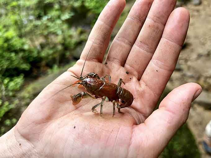 Local wildlife includes crayfish who've never paid rent and have zero plans to start doing so now.
