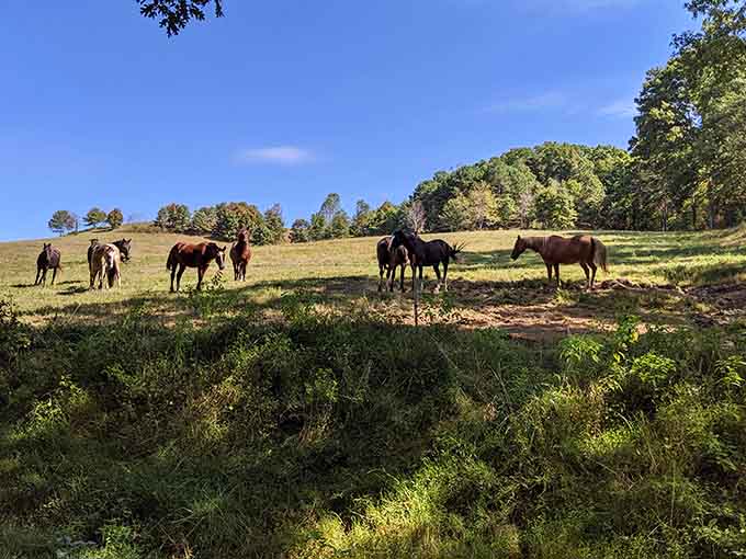 These horses grazing peacefully in dappled sunlight remind us that some scenes are timeless, like something from a classic Western.
