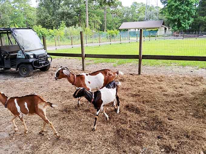 The community farm raises goats who seem genuinely happier than most people stuck in rush hour traffic back on the mainland.