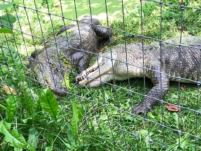 Alligators lounging in the grass remind you that prehistoric doesn't mean they've lost any of their intimidating charm.