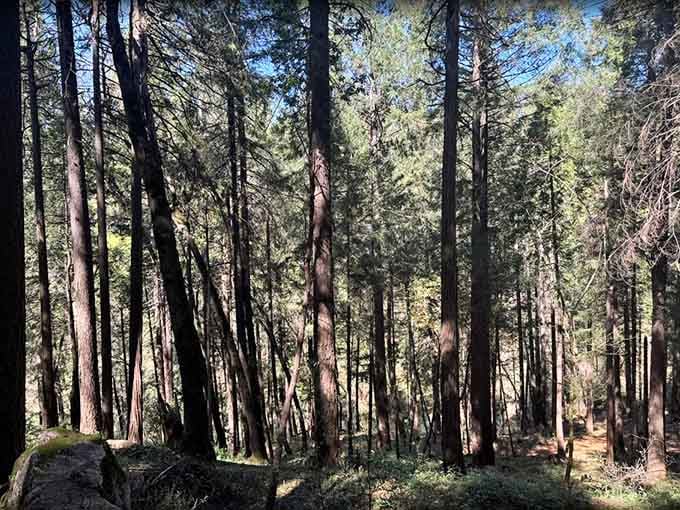 When sunlight filters through these towering pines, even skeptics start understanding why people write poetry about trees.