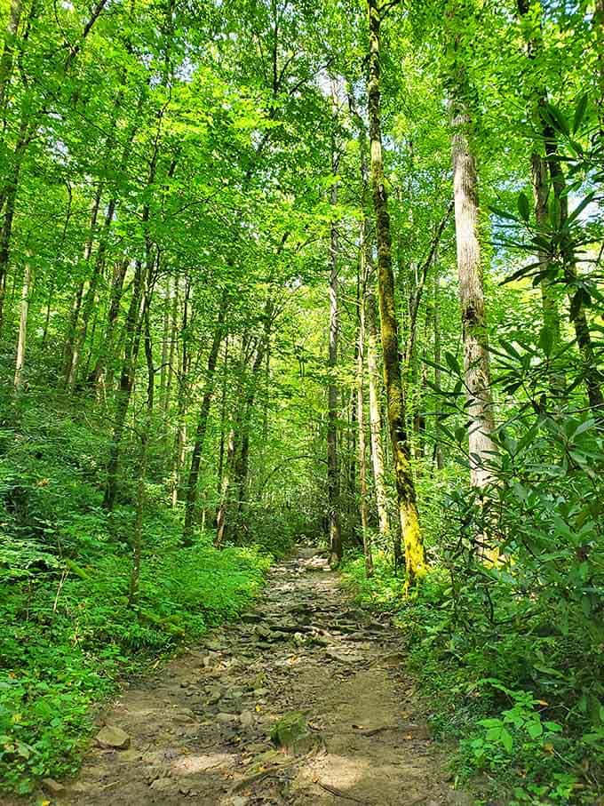 The forest path winds through dense greenery, building anticipation like the world's most beautiful and exhausting treasure hunt ever.