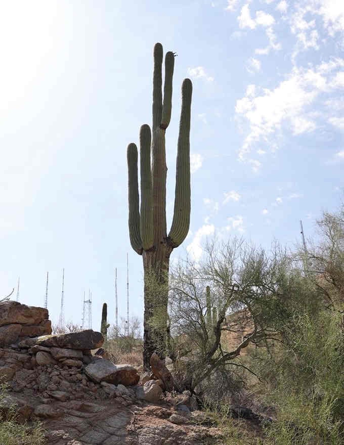 A towering saguaro stands sentinel along the route, reminding you this is authentically Arizona through and through.